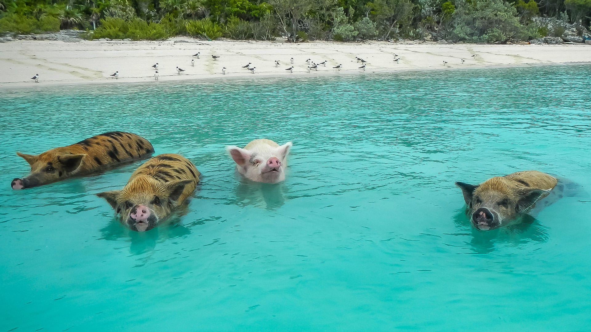 Wyspa Świnek na Bahamach - samodzielnie. Przewodnik
